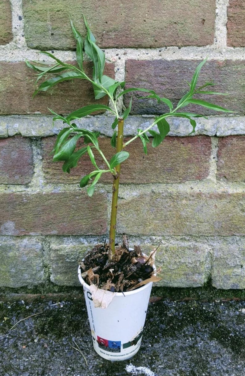 Bonsai Starter | Golden Weeping Willow Tree | 1ft Tall Fast Growing ...