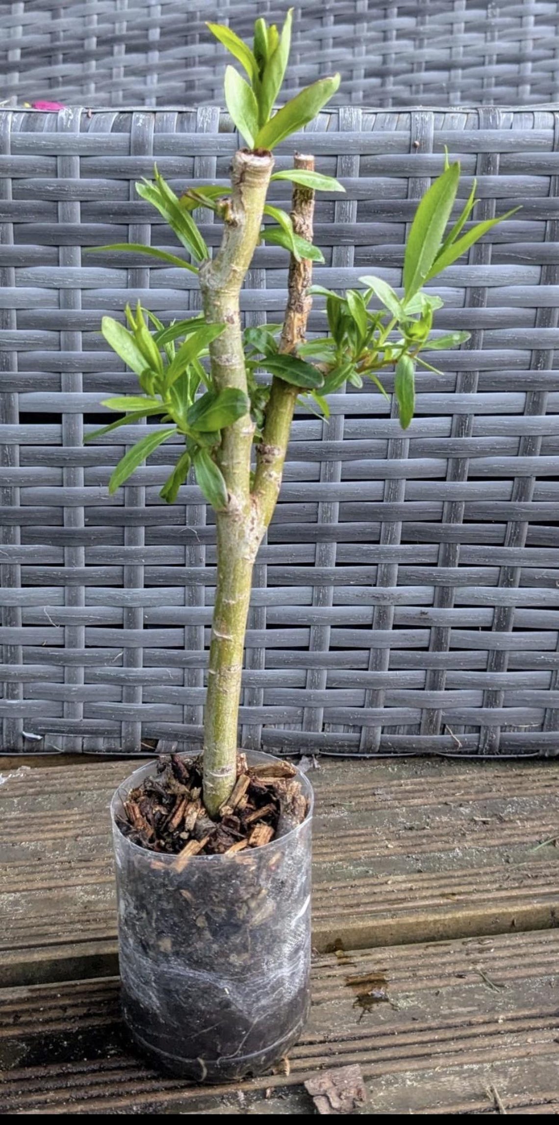 Bonsai Starter | Golden Weeping Willow Tree | 1ft Tall Fast Growing ...