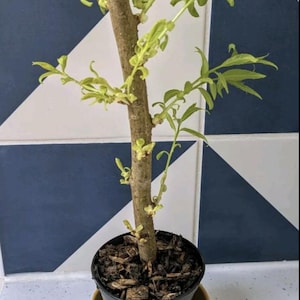 Bonsai Starter | Golden Weeping Willow Tree | 1ft Tall Fast Growing ...