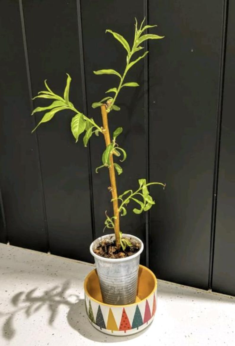 Bonsai Starter | Golden Weeping Willow Tree | 1ft Tall Fast Growing ...