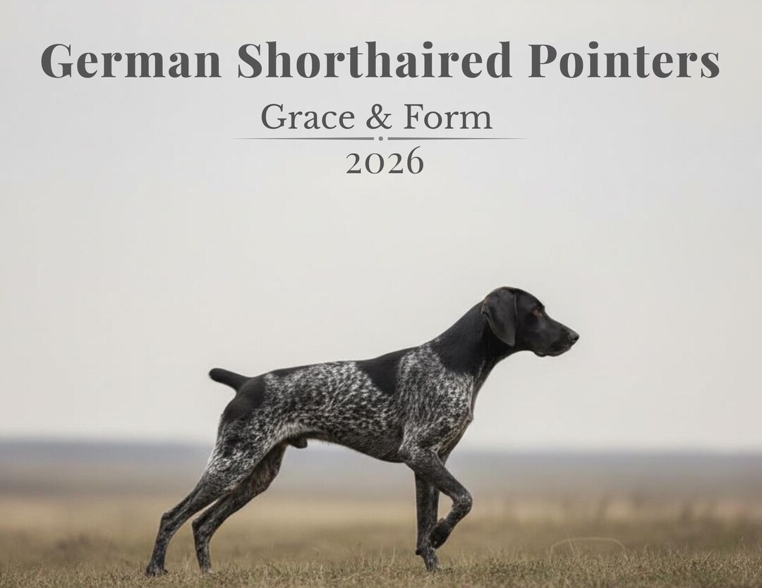 German Shorthaired Pointer Calendar 2026: Grace & Form - Fine Art ...