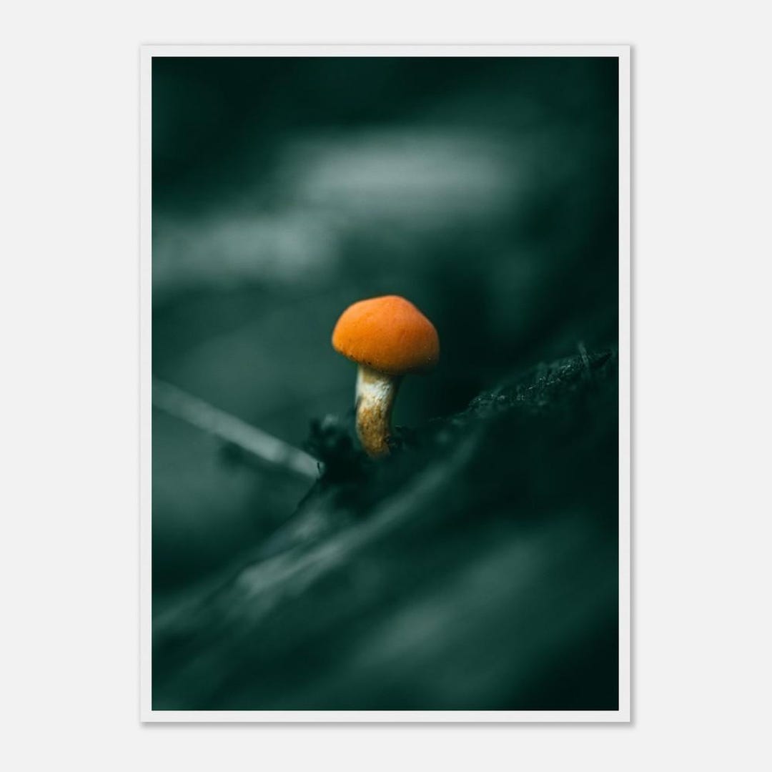 Mushroom Poster Real Mushroom Photo Fungi Poster Nature Poster Serene ...