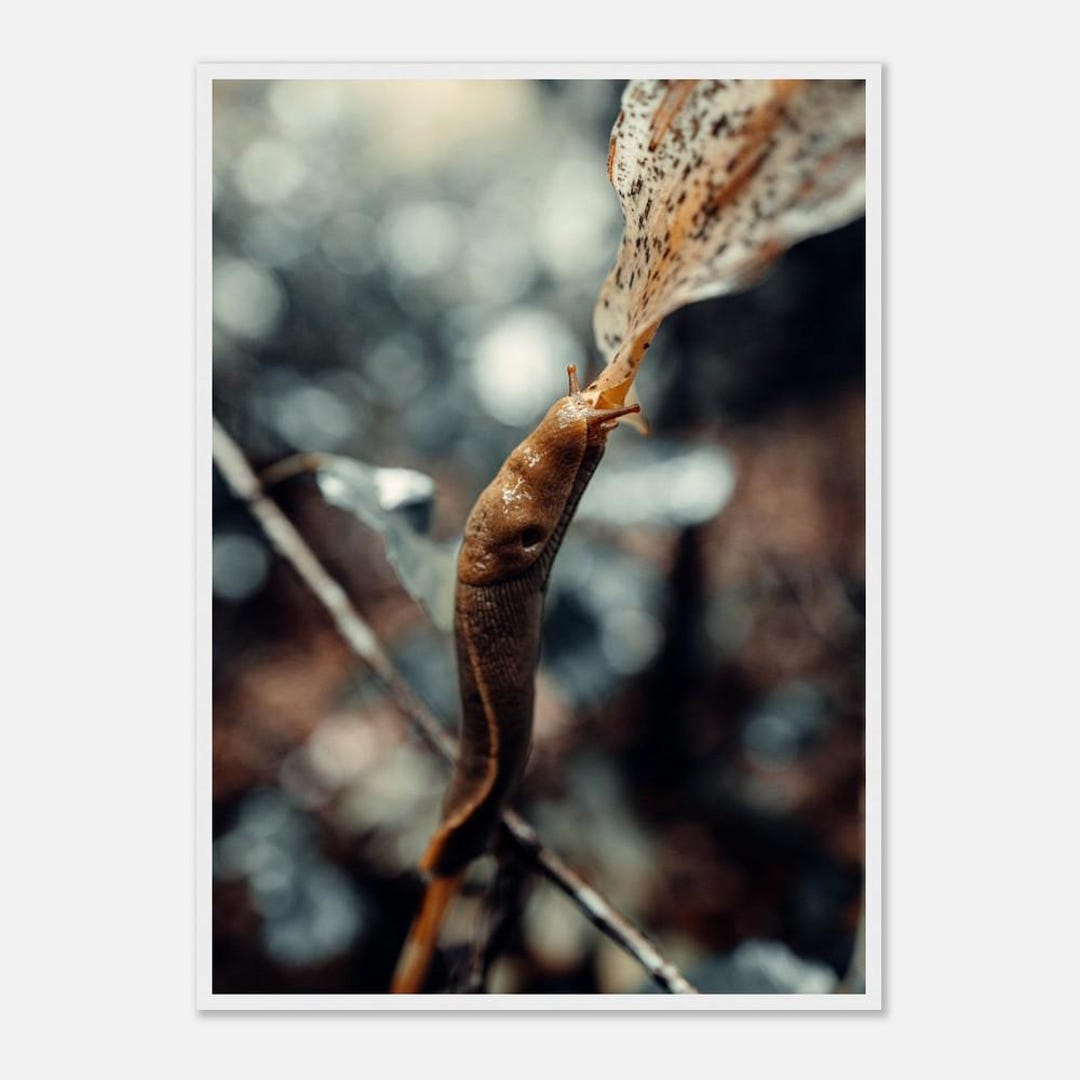 Matte Paper Banana Slug Poster | Banana Slug Photography | Wildlife ...