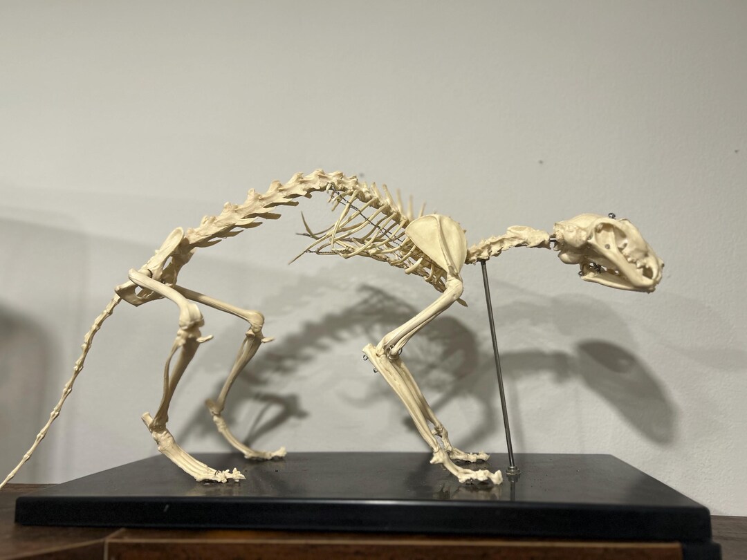 Cat Feline Replica Skeleton Anatomical Educational Model Skeleton ...