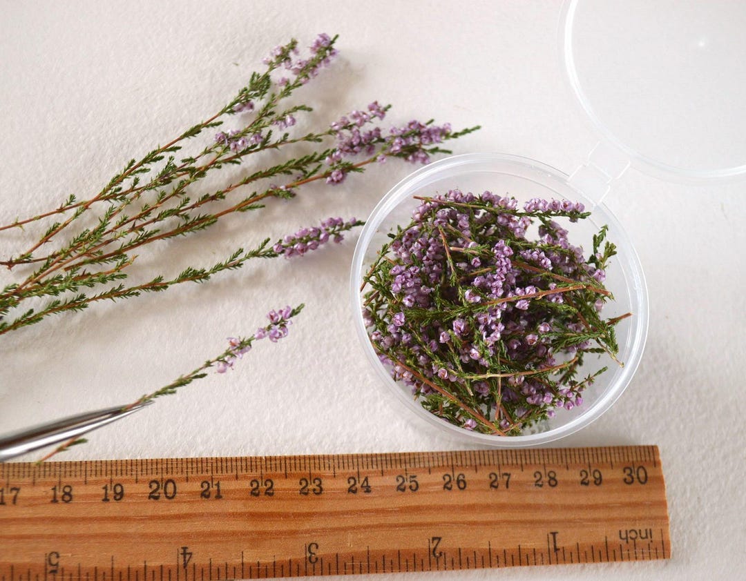 Dried Heather Flowers for Resin and Decor, Purple Lilac Pink ...