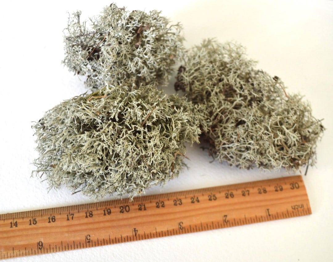 Dry Lichen for Resin and Decor, Forest Gray Reindeer Lichen Moss ...