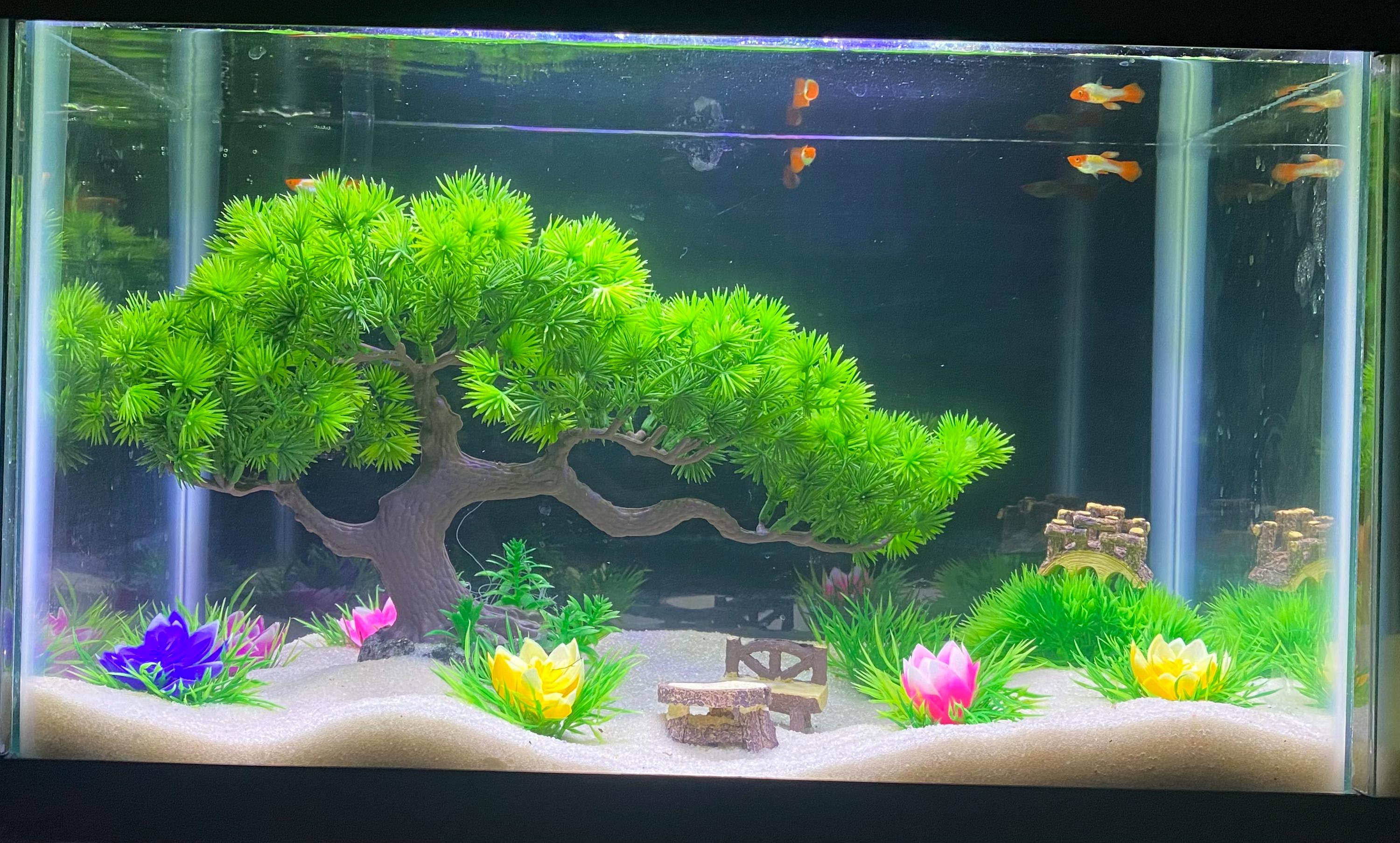 Garden Aquarium Kit - Aquarium Fish Tank Bundle - Etsy