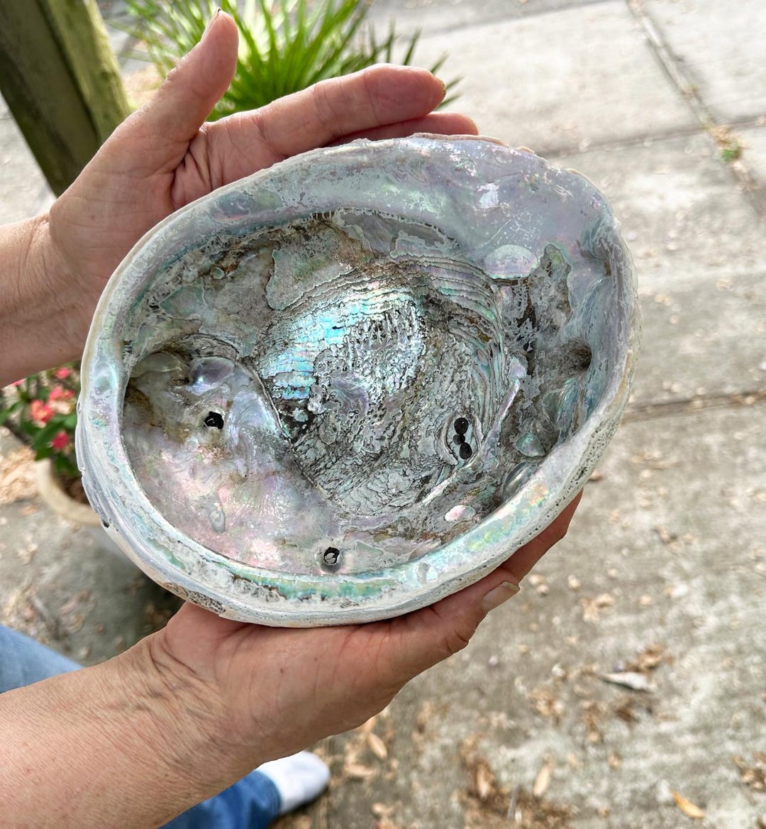 Abalone Shell Extra Large 9" Beautiful and Iridescent Natural Luster - Etsy