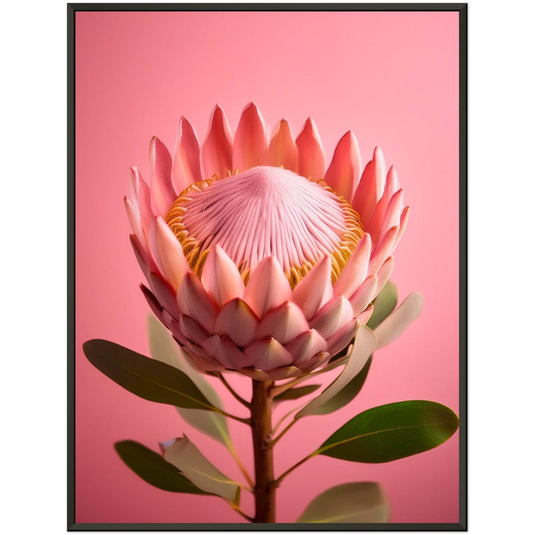 Protea Perfection – 18x24” Original Protea Art Print | Semi-gloss Paper | Black Metal Frame ...