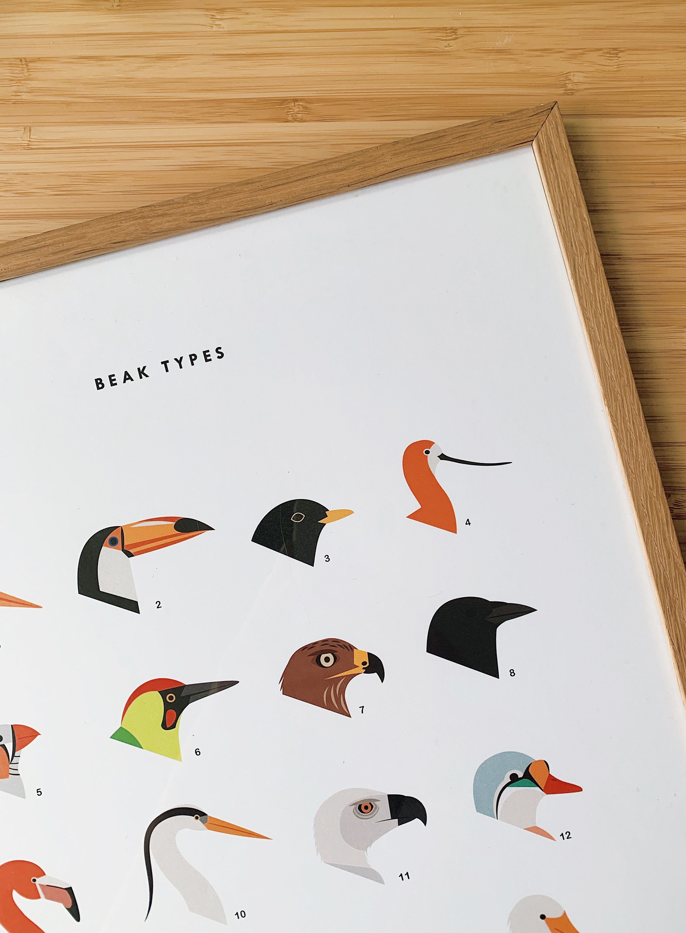 A3 Bird Beaks Print - Etsy