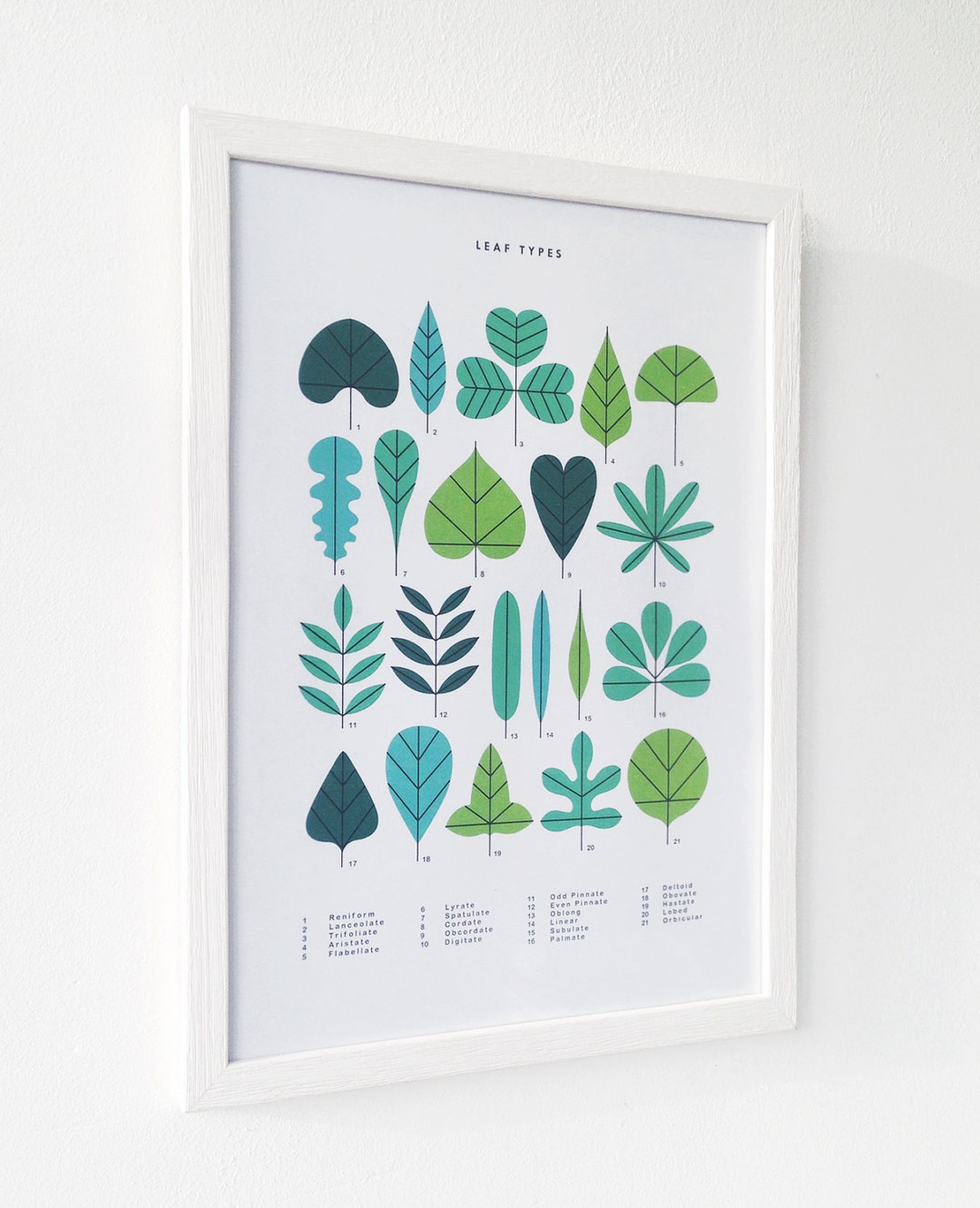 A3 Leaf Types Print - Etsy UK