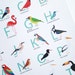 A3 Bird Alphabet Print - Etsy UK