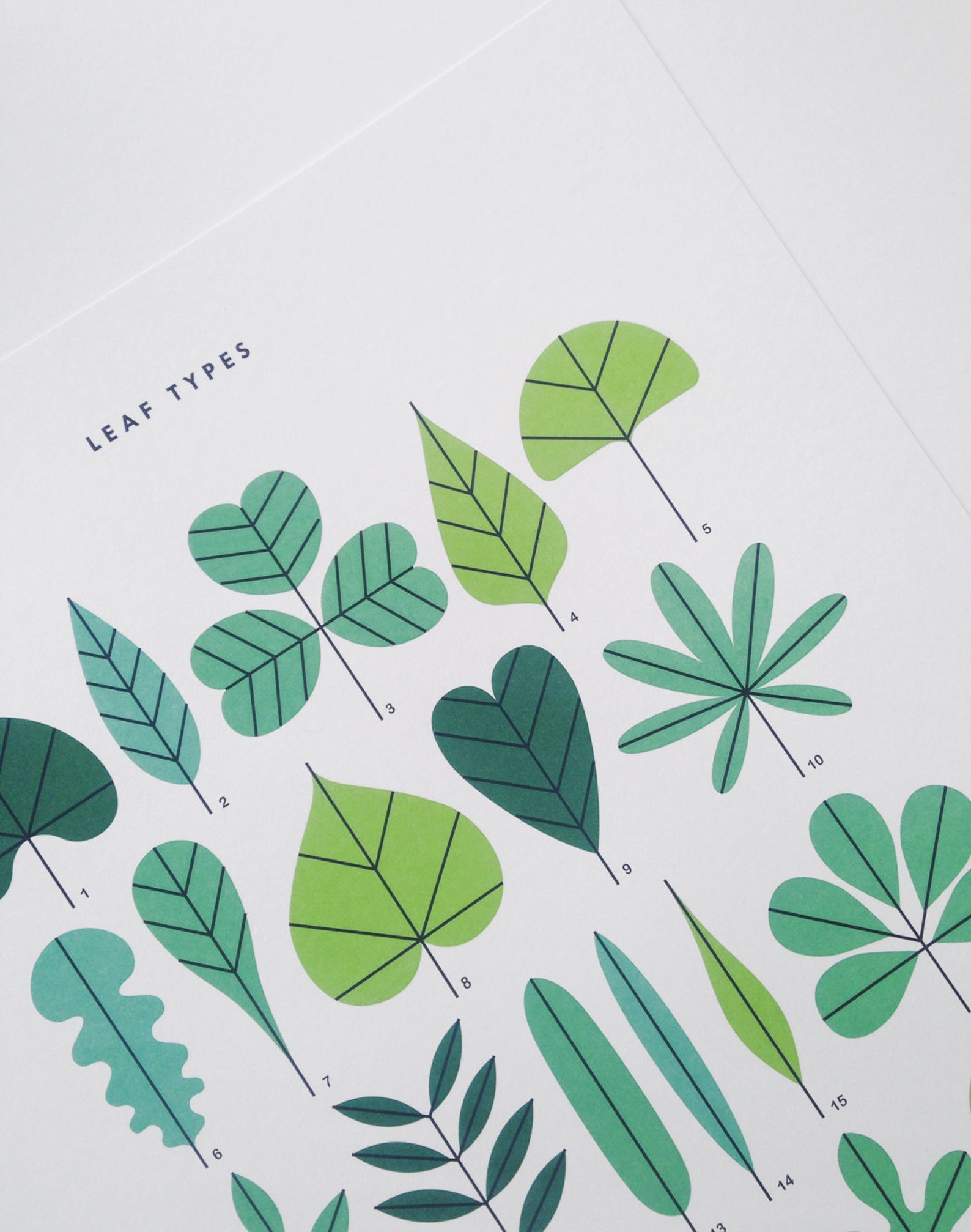 A3 Leaf Types Print - Etsy Australia