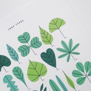A3 Leaf Types Print - Etsy UK
