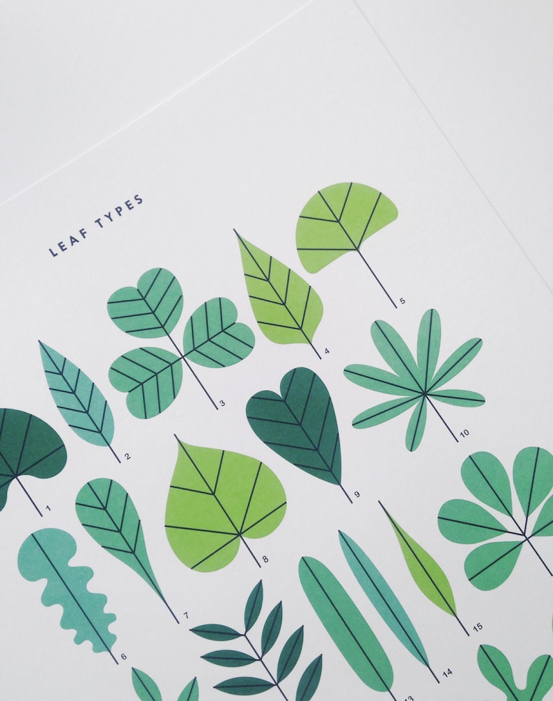 A3 Leaf Types print | Etsy