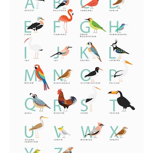 A3 Bird Alphabet Print - Etsy UK