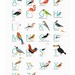 A3 Bird Alphabet Print - Etsy