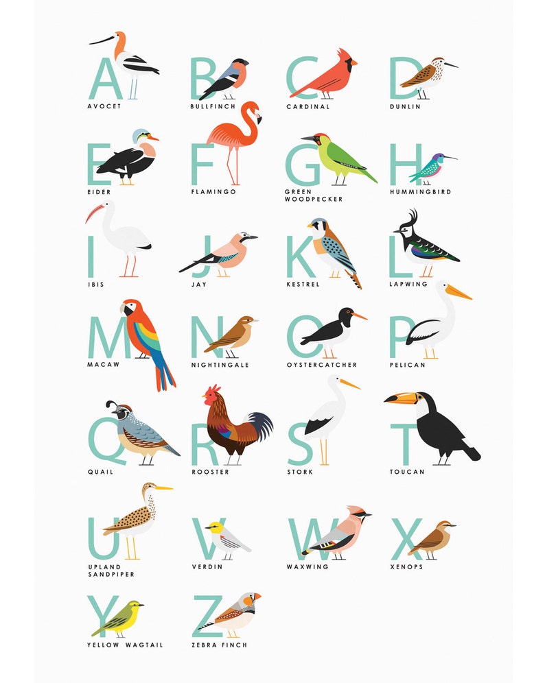 A3 Bird Alphabet Print Etsy UK a3-bird-alphabet-print-etsy-uk