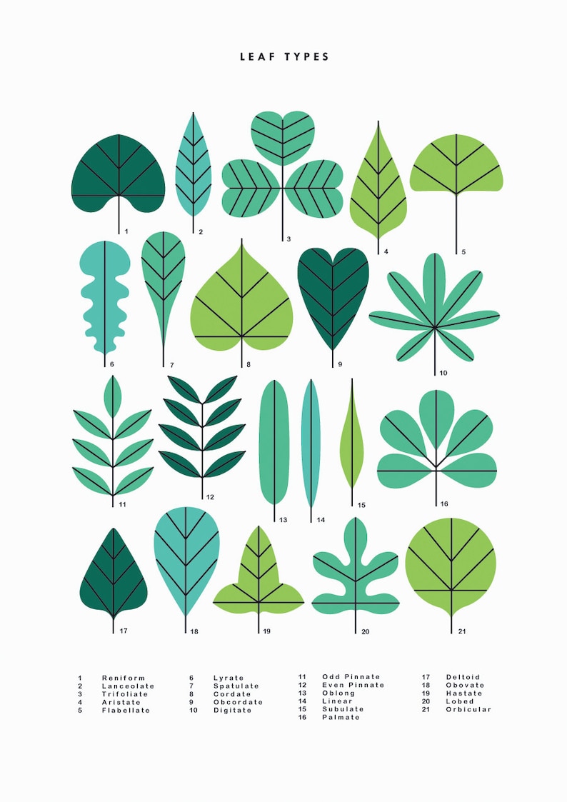 A3 Leaf Types print | Etsy