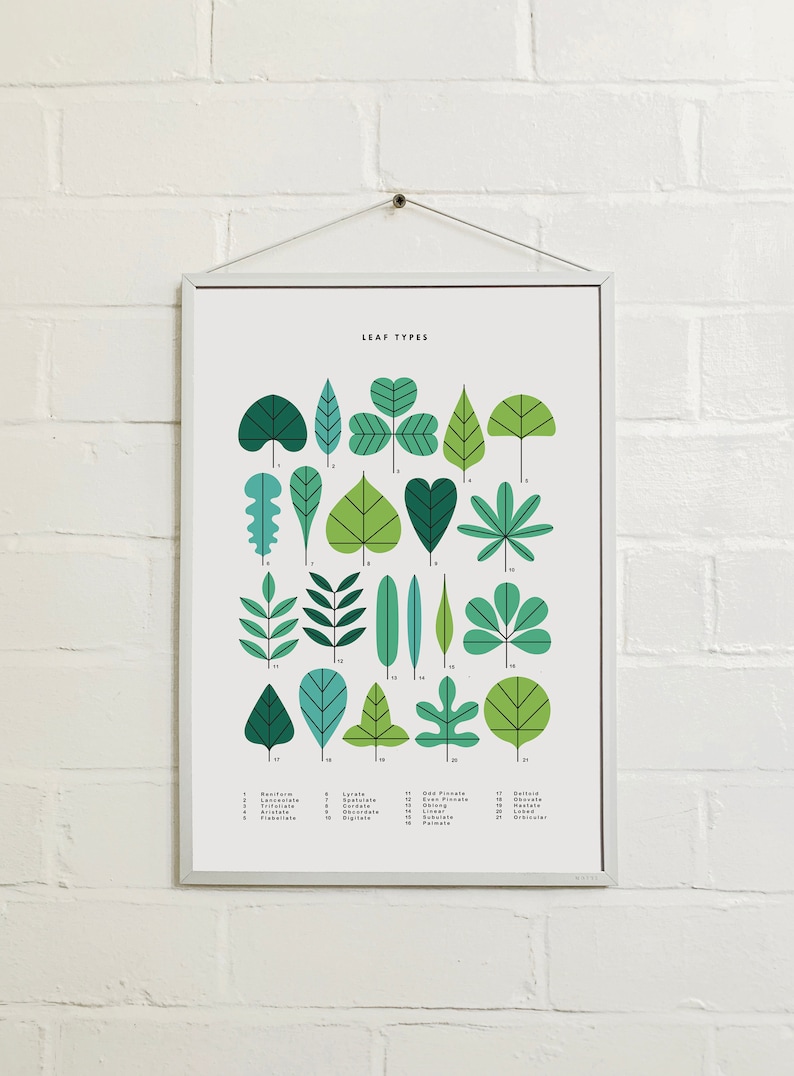 A3 Leaf Types Print | Etsy UK