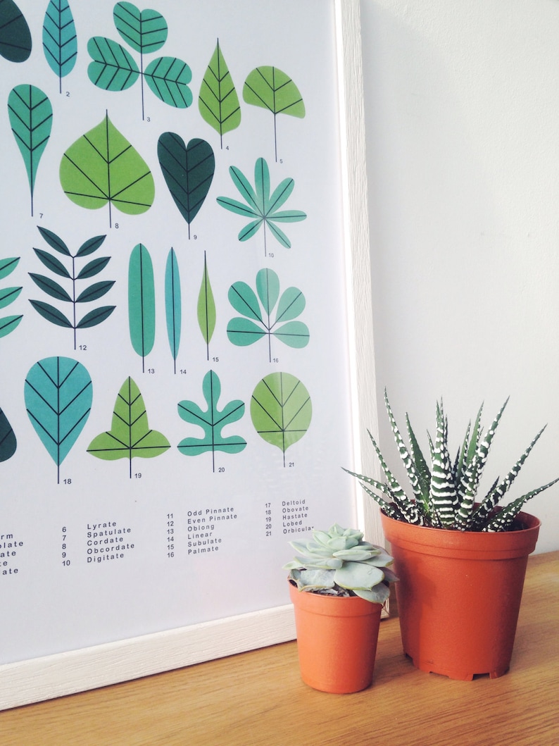 A3 Leaf Types Print - Etsy UK