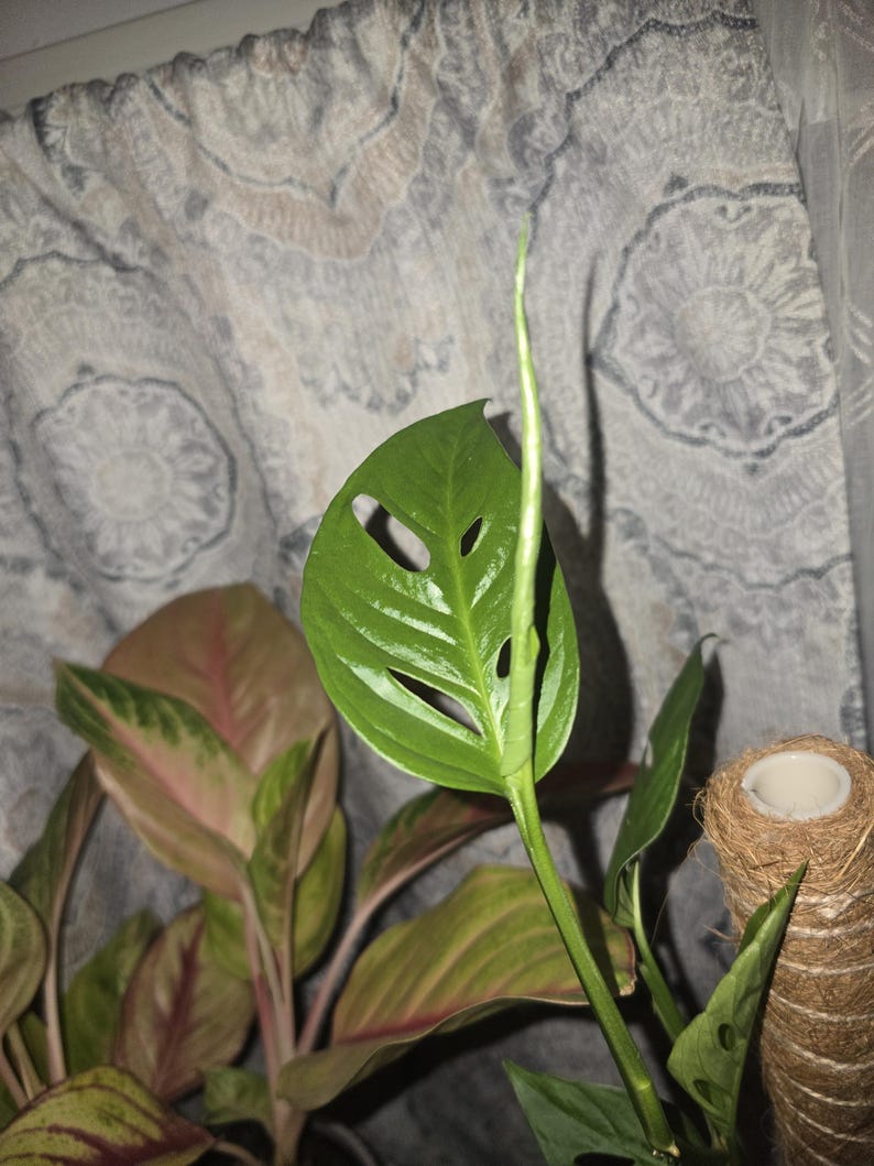 Plant Cuttings, Pothos, Variegated Pothos, Fiddle Leaf Fig Cuttings ...