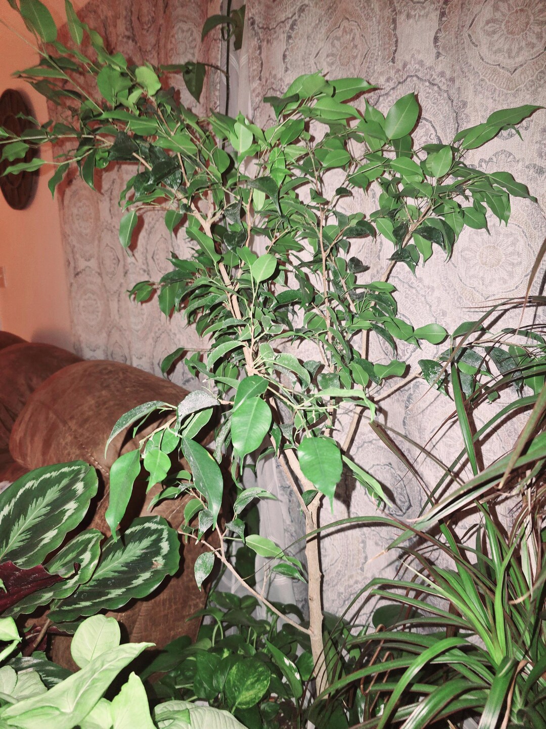 Ficus Tree Cutting, Ficus Benjamina Cutting - Etsy