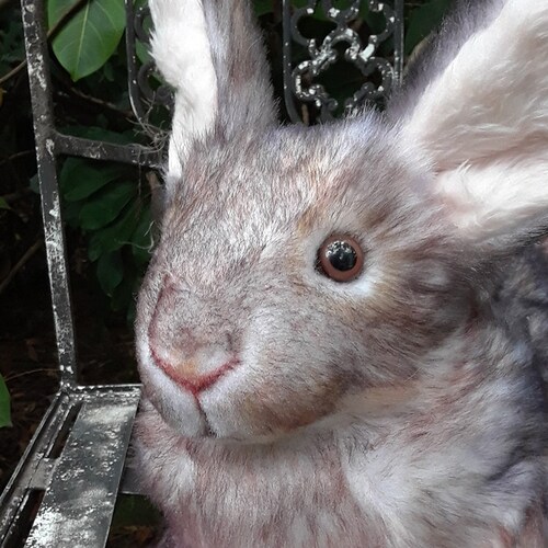 Custom Bunny Portrait Digital File Bunny Portrait Rabbit - Etsy