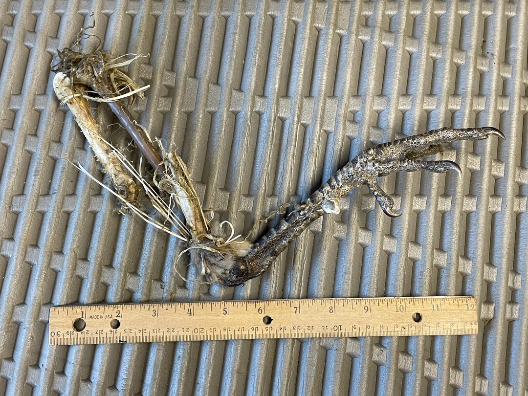 Peacock Foot and Leg - Etsy