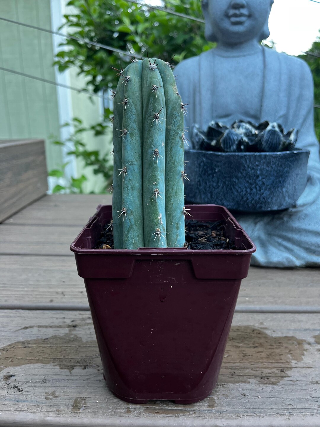 Blue Columnar Cactus - Etsy