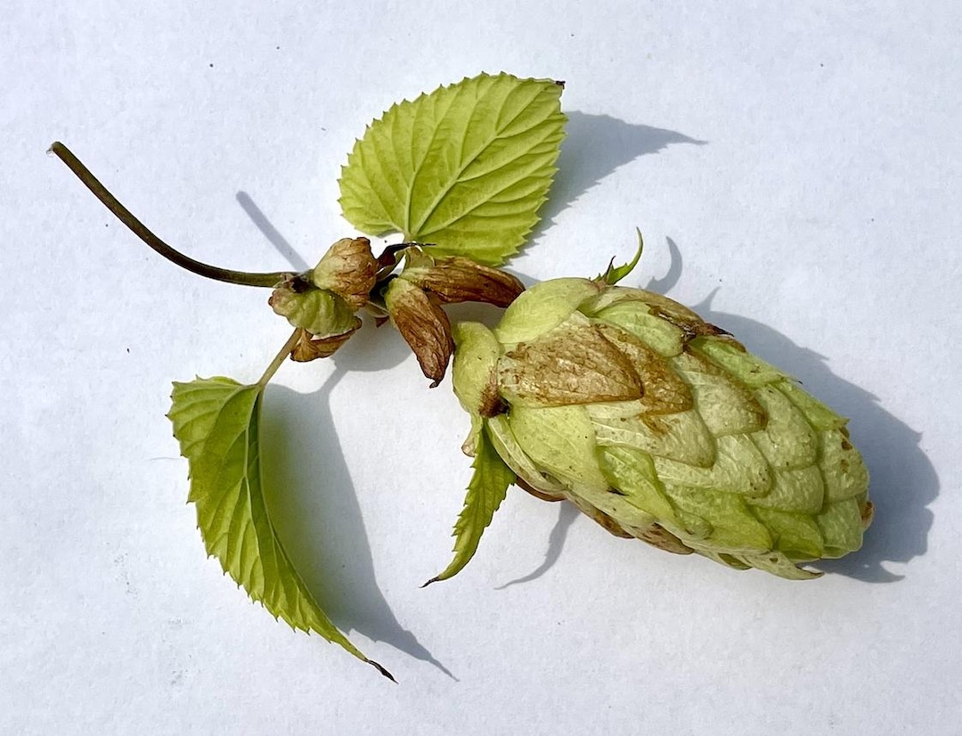 Japanese Hop Seeds - Etsy