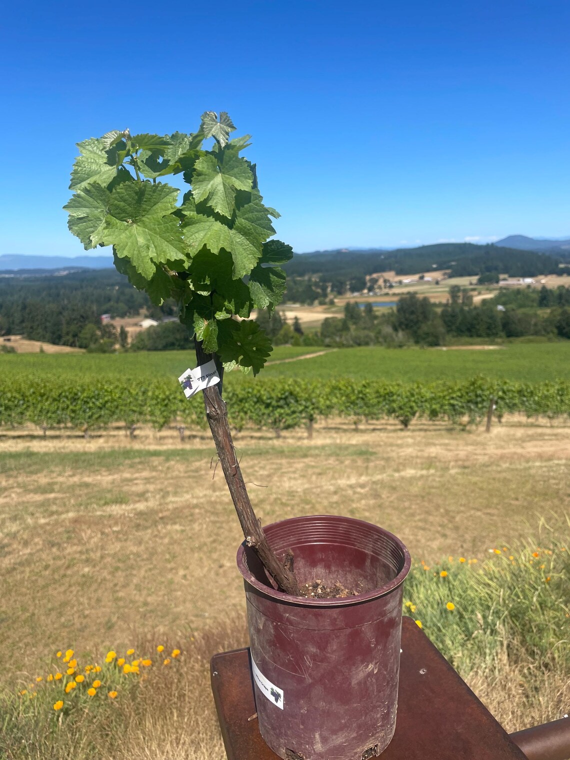Muscat Plant "live Rooted Vine" - Etsy