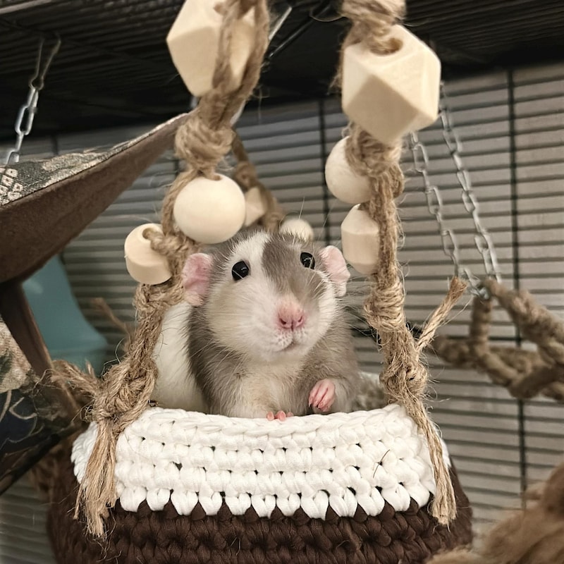 Rat Hammock - Etsy