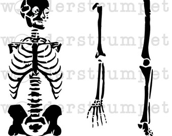 Rib Cage Stencil Anatomy Stencils Skeleton Outline Line Template Human ...