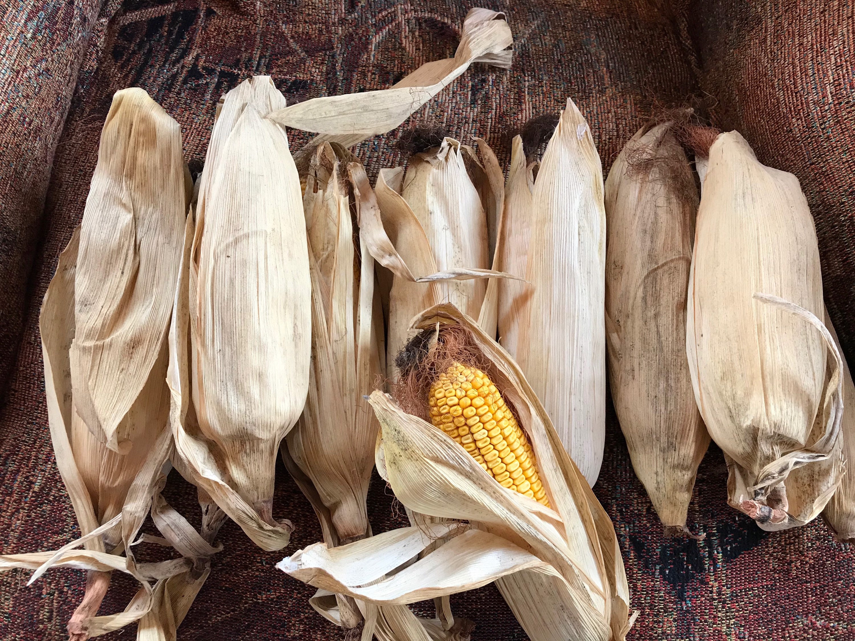 7+ Pounds of Dry Whole Ear Corn With Husks Special Order for Paula E ...