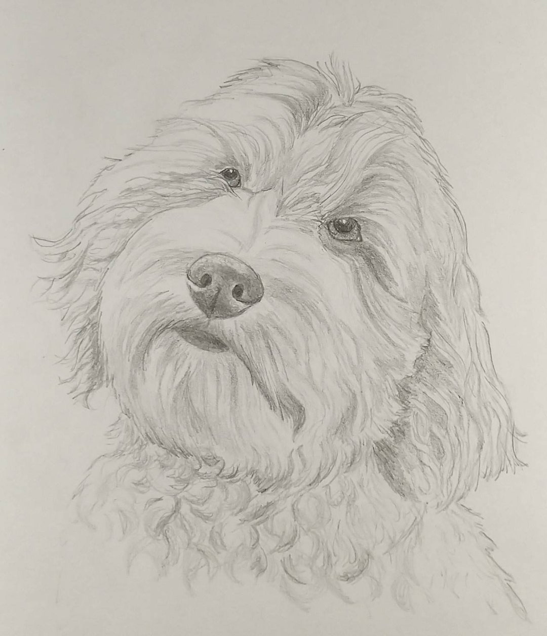 Goldendoodle or Labradoodle Signed Personalized Original Pencil Drawing ...