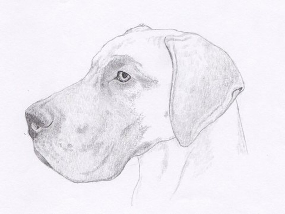 Great Dane Signed Personalized Original Pencil Drawing Matted Print ...
