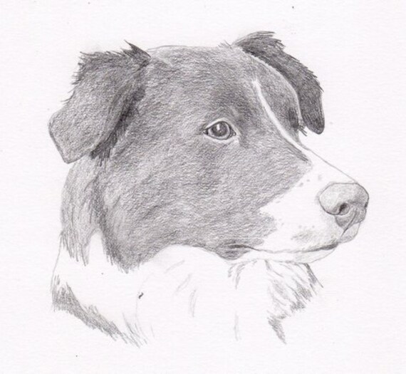 Pencil Drawing Of Border Collie Pencil Sketch Portraits