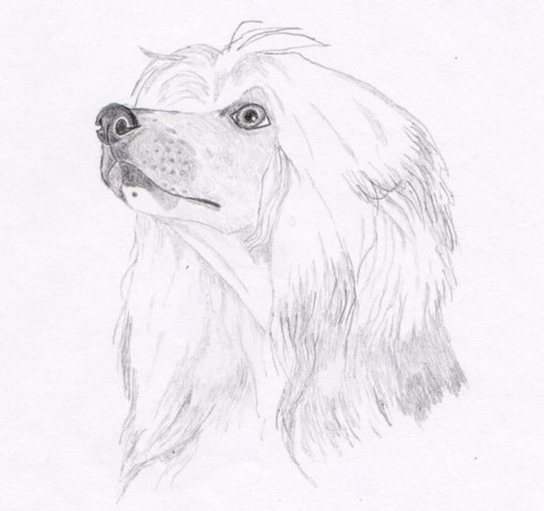 Chinese Crested Powder Puff Signed Personalized Original Pencil Drawing ...