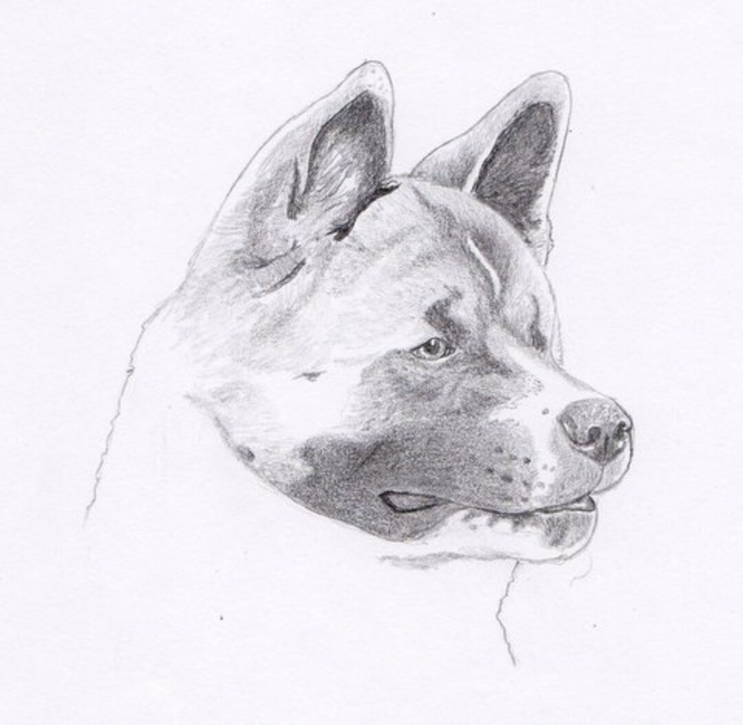 Japanese Akita Signed Personalized Original Pencil Drawing Matted Print ...