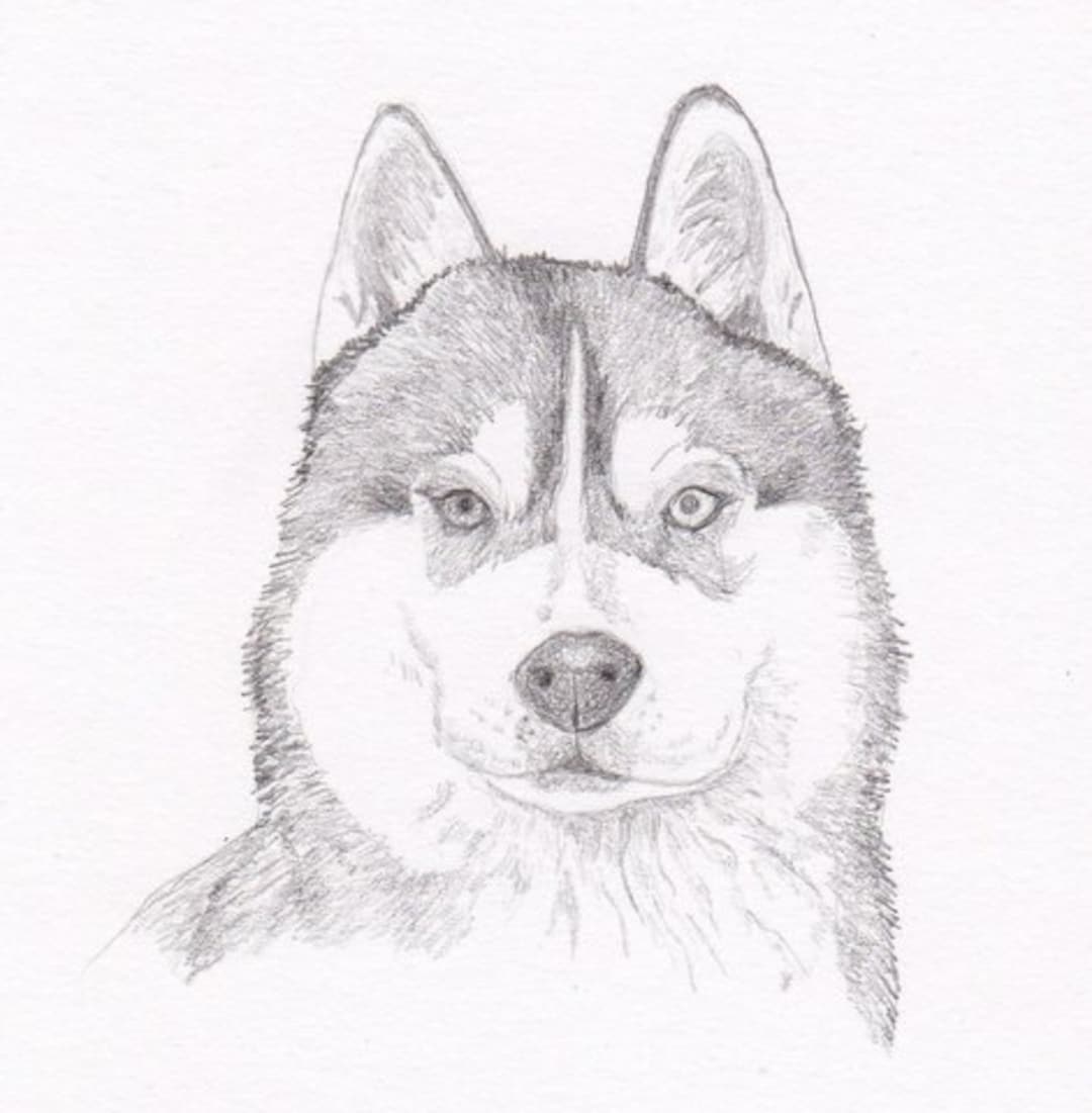 Husky Pencil Drawing