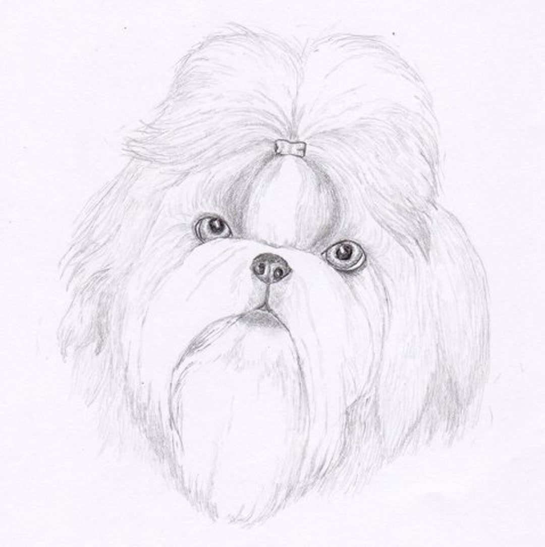 Shih Tzu Signed Personalized Original Pencil Drawing Matted Print Free ...