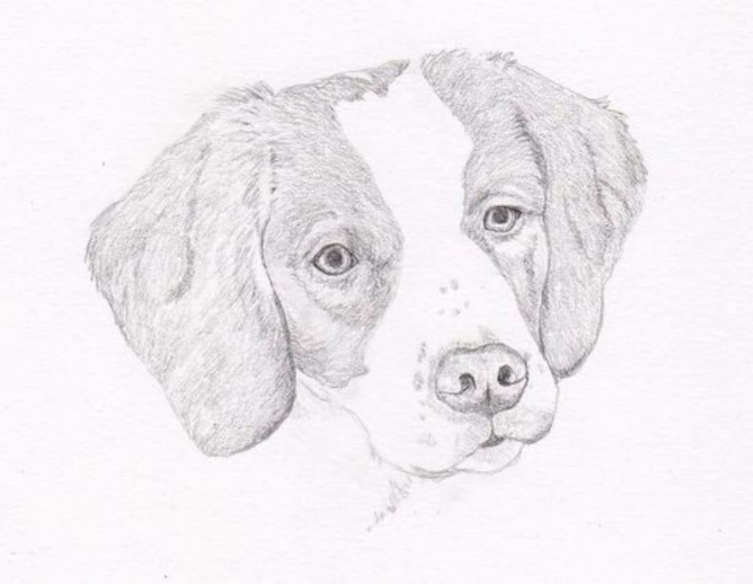 Brittany Spaniel Signed Personalized Original Pencil Drawing Matted ...