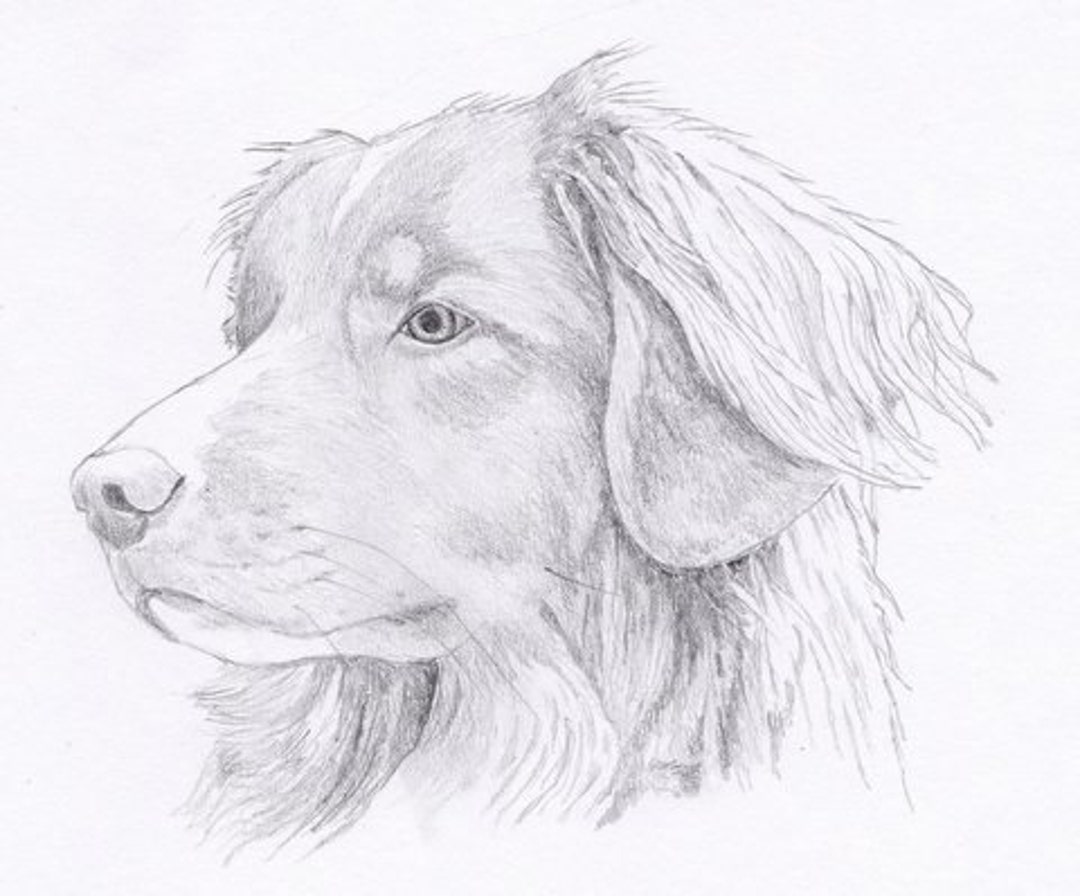 Nova Scotia Duck Tolling Dog Signed Personalized Original Pencil ...