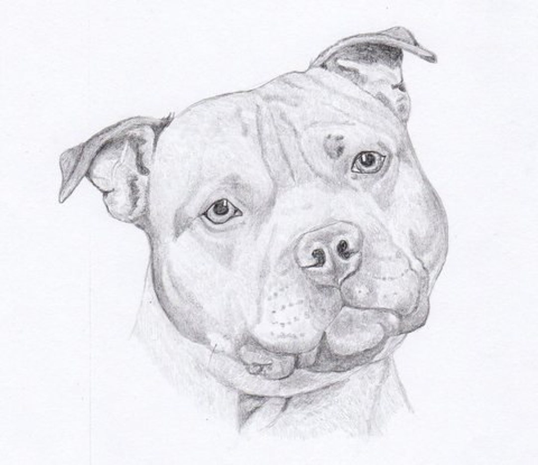 Staffordshire Bull Terrier Signed Personalized Original Pencil Drawing ...