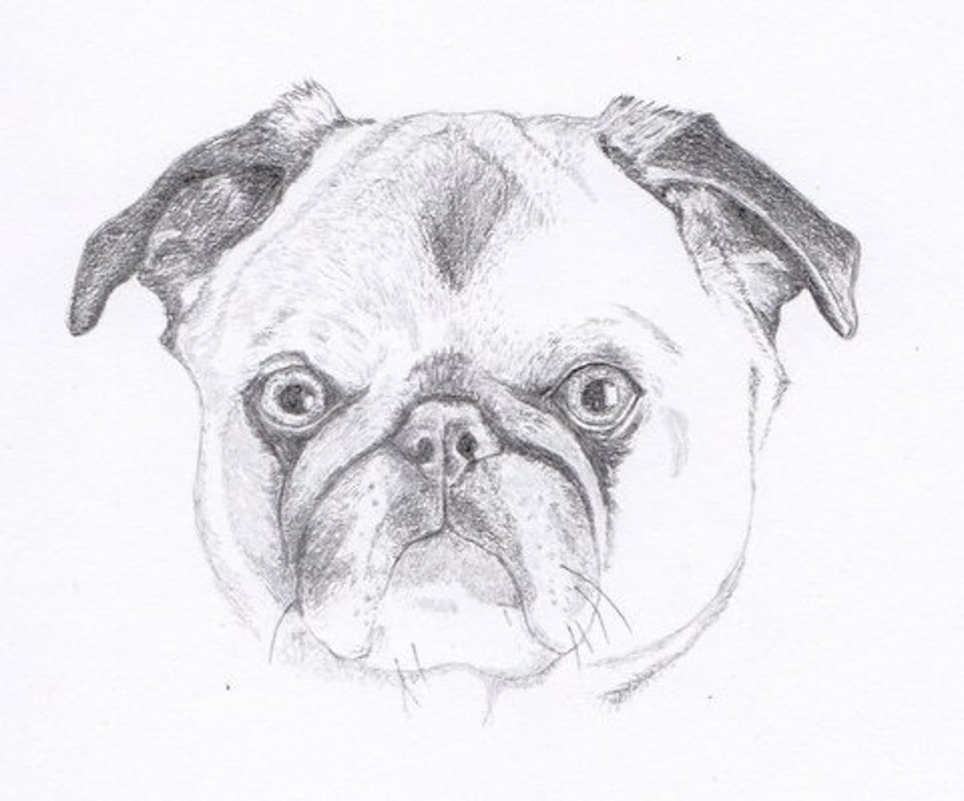 Pug Signed Personalized Original Pencil Drawing Matted Print -free ...