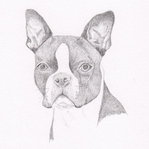 Boston Terrier Drawing