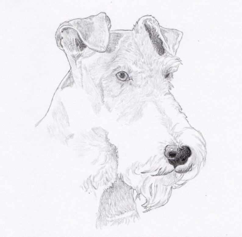 Wire Fox Terrier Signed Personalized Original Pencil Drawing - Etsy