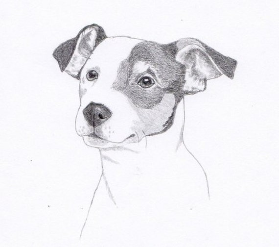 Jack Russell Signed Personalized Original Pencil Drawing | Etsy