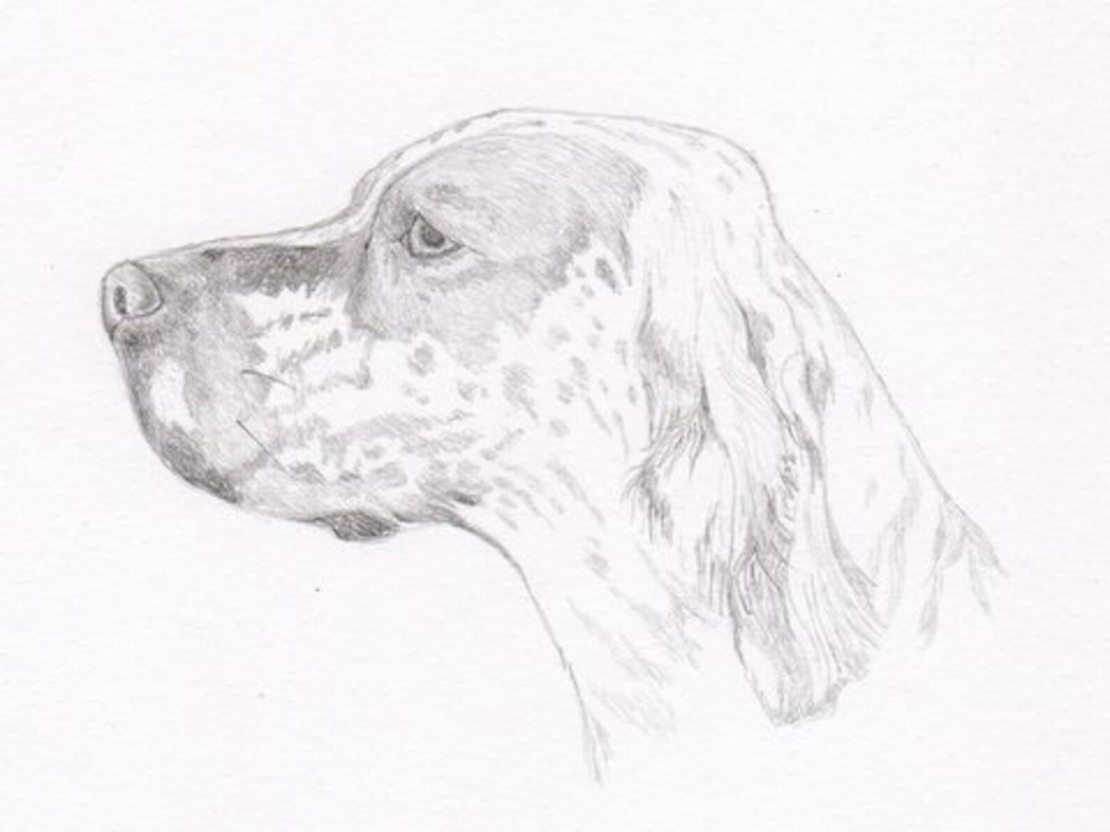 English Setter Signed Personalized Original Pencil Drawing Matted Print ...